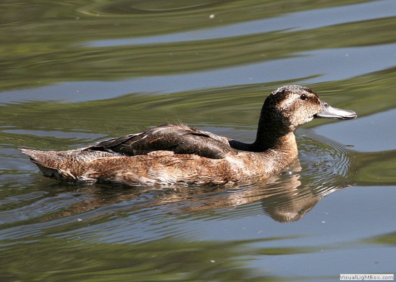 Identify Black-headed Duck - Wildfowl Photography.