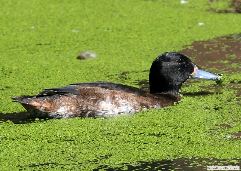 Identify Black-headed Duck - Wildfowl Photography.