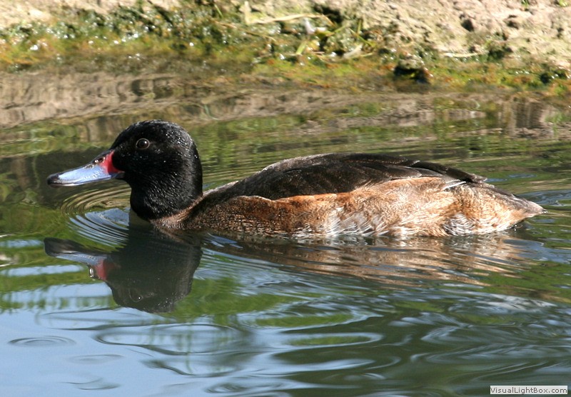 Identify Black-headed Duck - Wildfowl Photography.