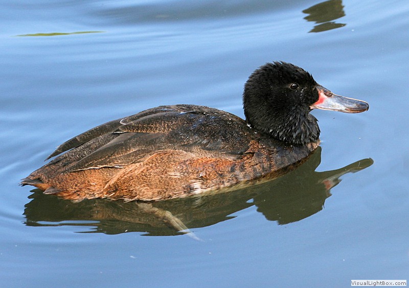 Identify Black-headed Duck - Wildfowl Photography.