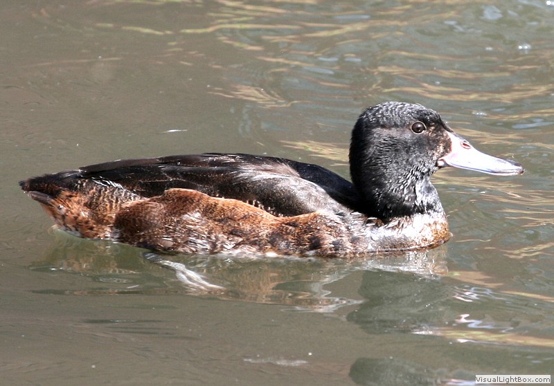 Identify Black-headed Duck - Wildfowl Photography.