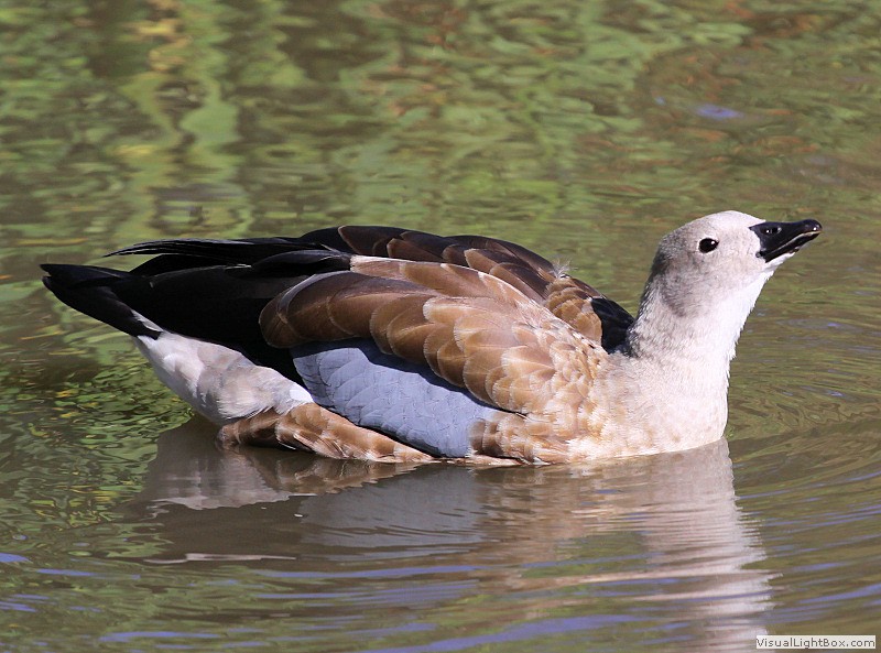 Identify Blue-winged Goose - Wildfowl Photography.