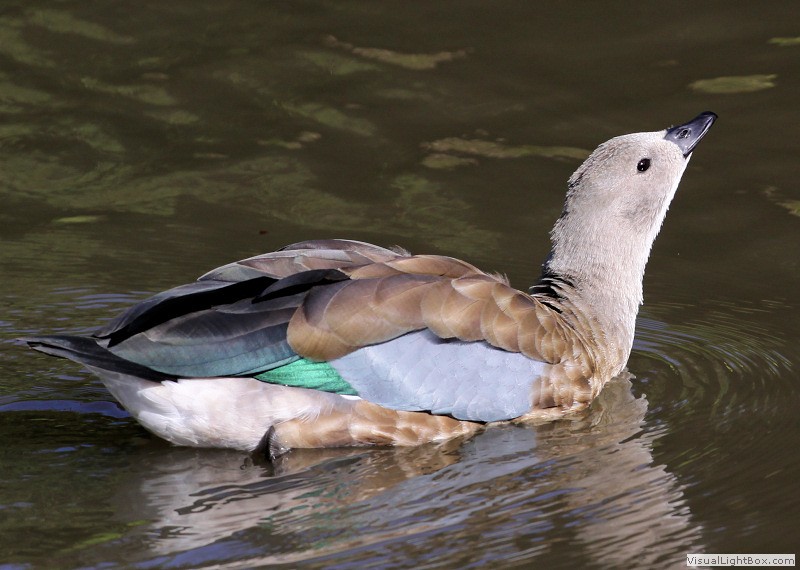 Identify Blue-winged Goose - Wildfowl Photography.