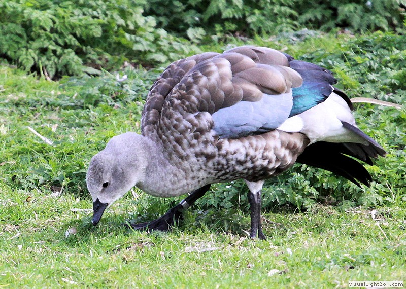 Identify Blue-winged Goose - Wildfowl Photography.
