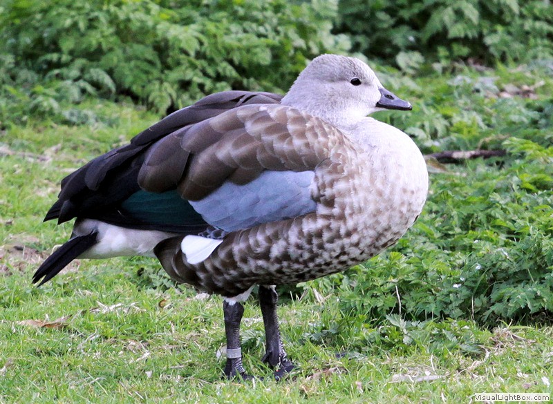 Identify Blue-winged Goose - Wildfowl Photography.