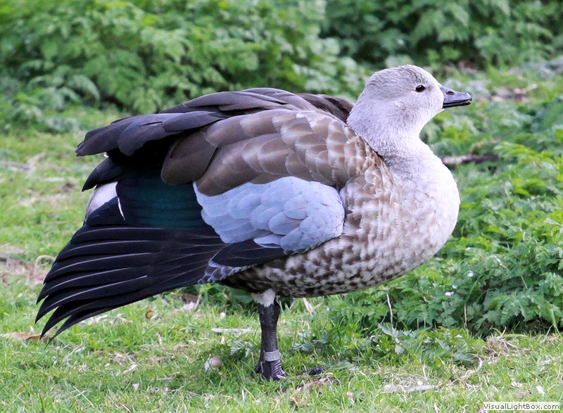 Identify Blue-winged Goose - Wildfowl Photography.