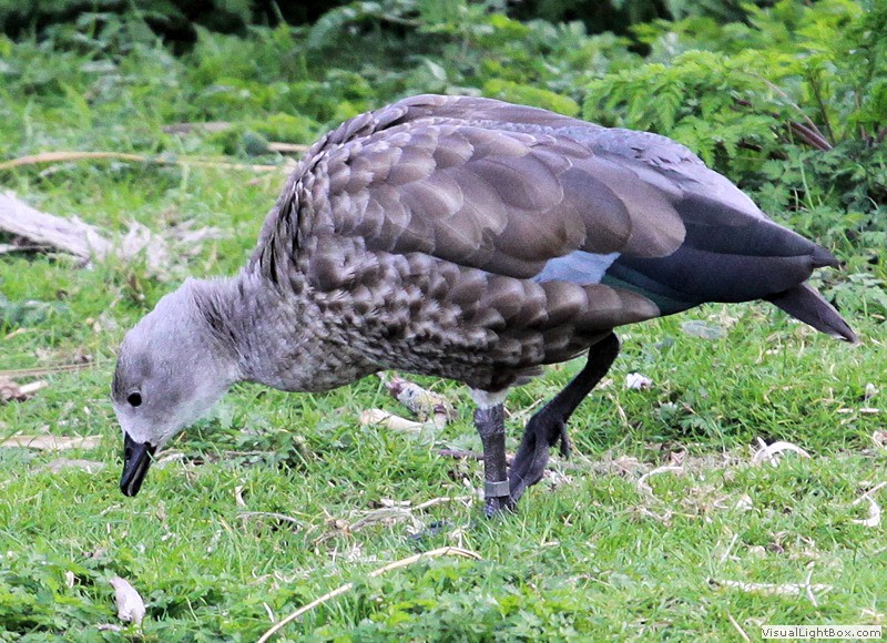 Identify Blue-winged Goose - Wildfowl Photography.
