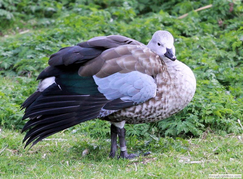 Identify Blue-winged Goose - Wildfowl Photography.