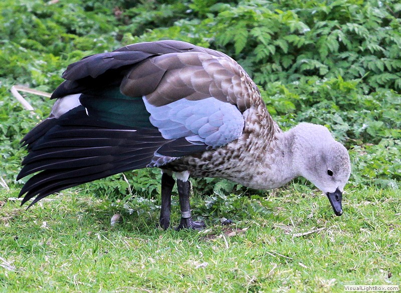 Identify Blue-winged Goose - Wildfowl Photography.