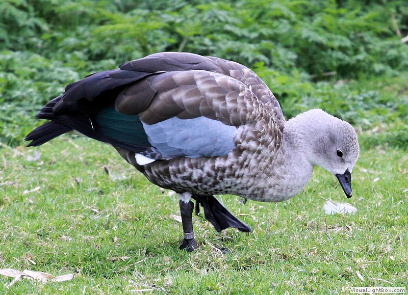 Identify Blue-winged Goose - Wildfowl Photography.