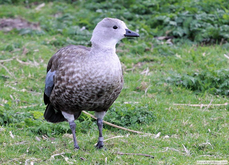 Identify Blue-winged Goose - Wildfowl Photography.