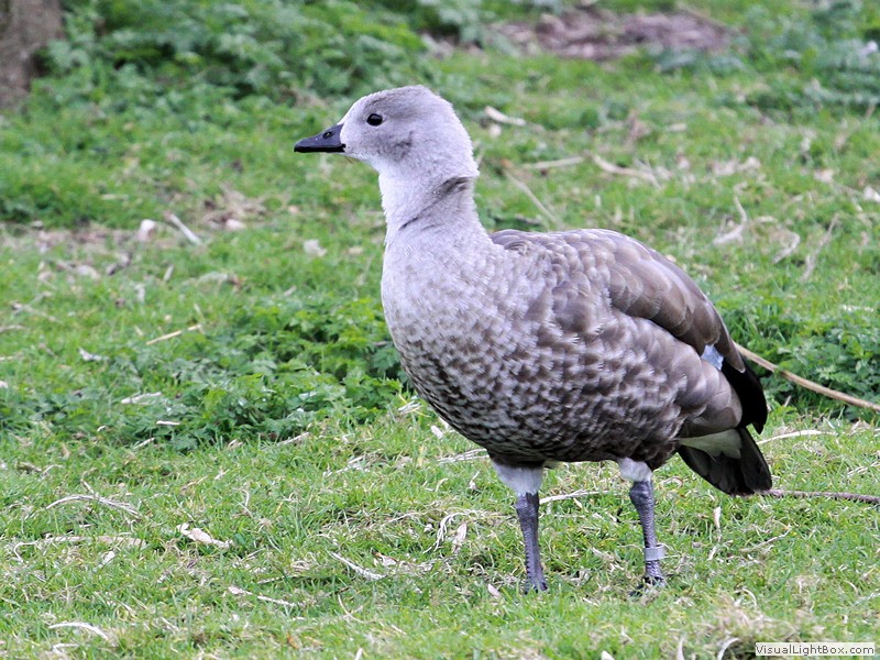 Identify Blue-winged Goose - Wildfowl Photography.