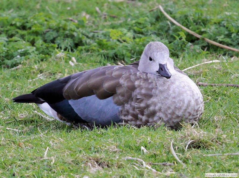 Identify Blue-winged Goose - Wildfowl Photography.