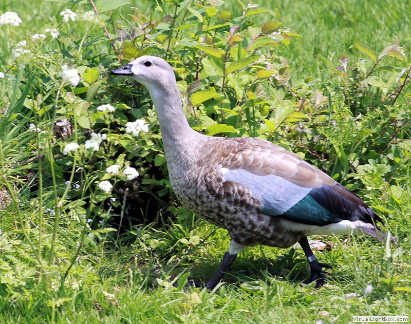 Identify Blue-winged Goose - Wildfowl Photography.