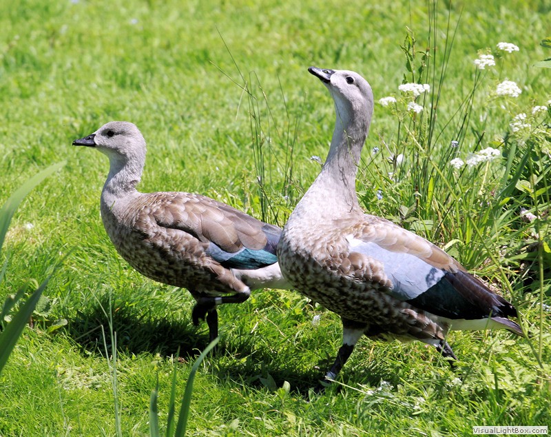 Identify Blue-winged Goose - Wildfowl Photography.