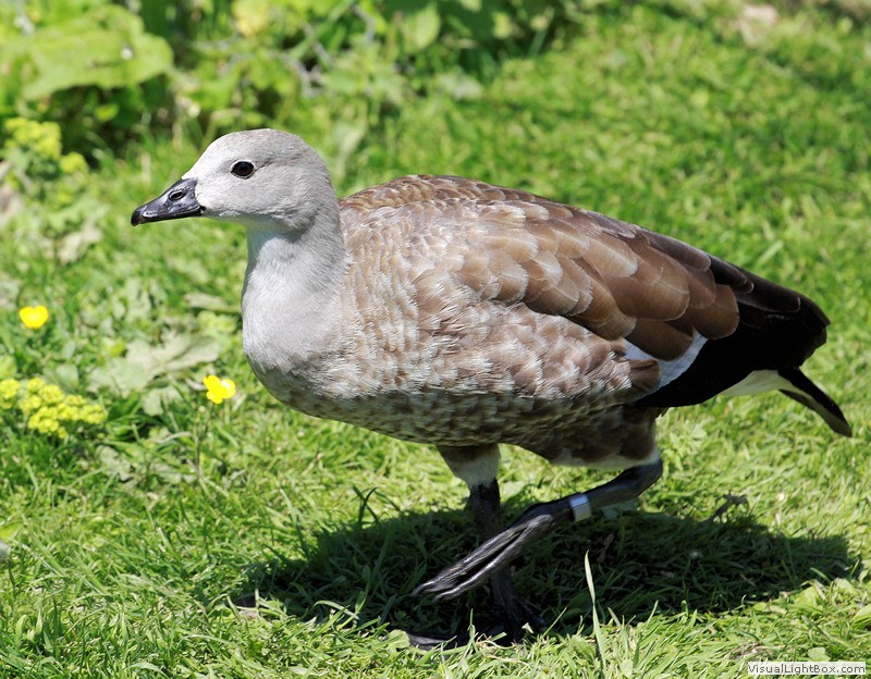 Identify Blue-winged Goose - Wildfowl Photography.