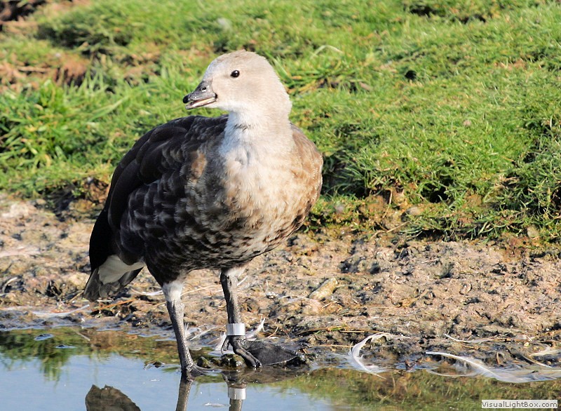 Identify Blue-winged Goose - Wildfowl Photography.