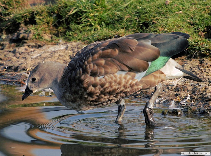 Identify Blue-winged Goose - Wildfowl Photography.