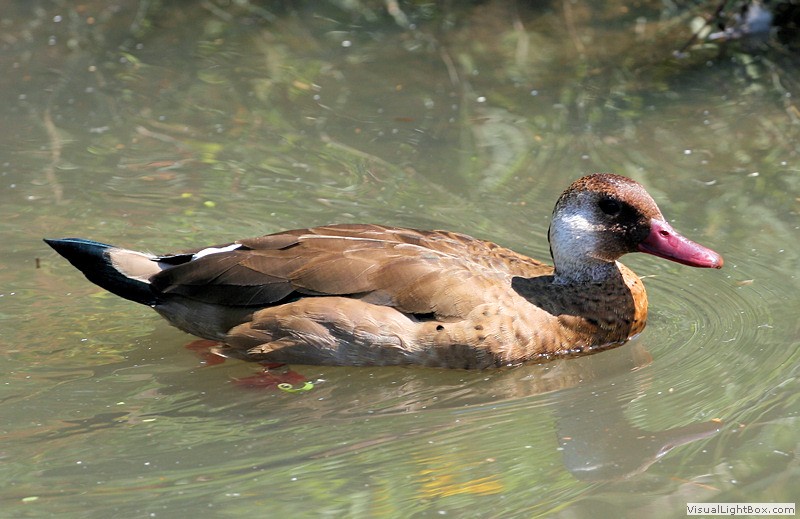 Identify Brazilian Duck or Brazilian Teal - Wildfowl Photography.