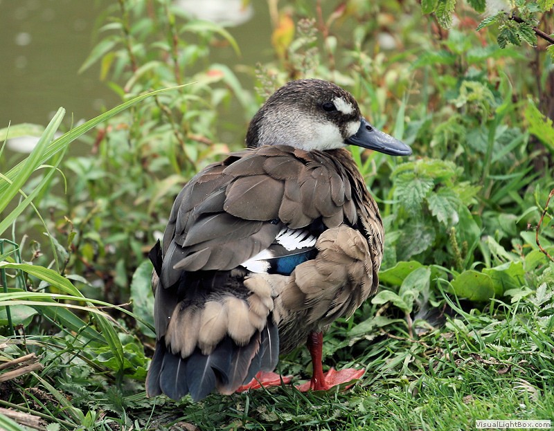 Identify Brazilian Duck or Brazilian Teal - Wildfowl Photography.