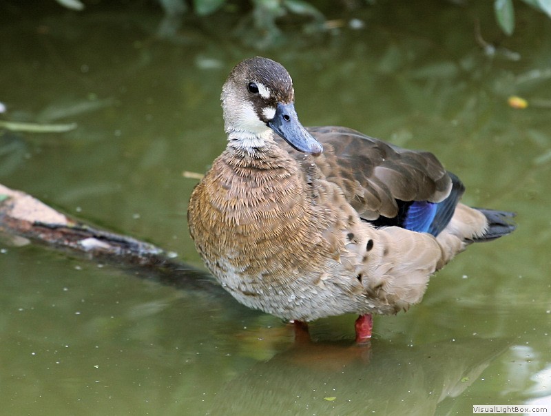 Identify Brazilian Duck or Brazilian Teal - Wildfowl Photography.