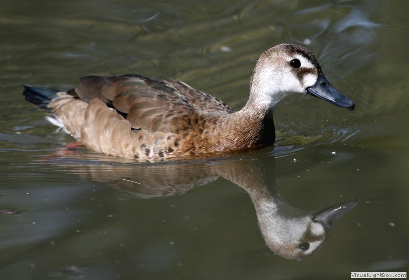 Identify Brazilian Duck or Brazilian Teal - Wildfowl Photography.