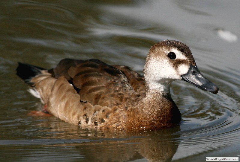 Identify Brazilian Duck or Brazilian Teal - Wildfowl Photography.