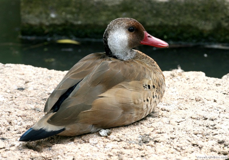 Identify Brazilian Duck or Brazilian Teal - Wildfowl Photography.