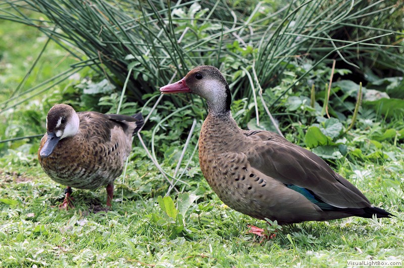 Identify Brazilian Duck or Brazilian Teal - Wildfowl Photography.