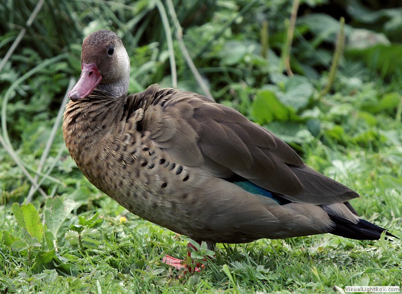 Identify Brazilian Duck or Brazilian Teal - Wildfowl Photography.