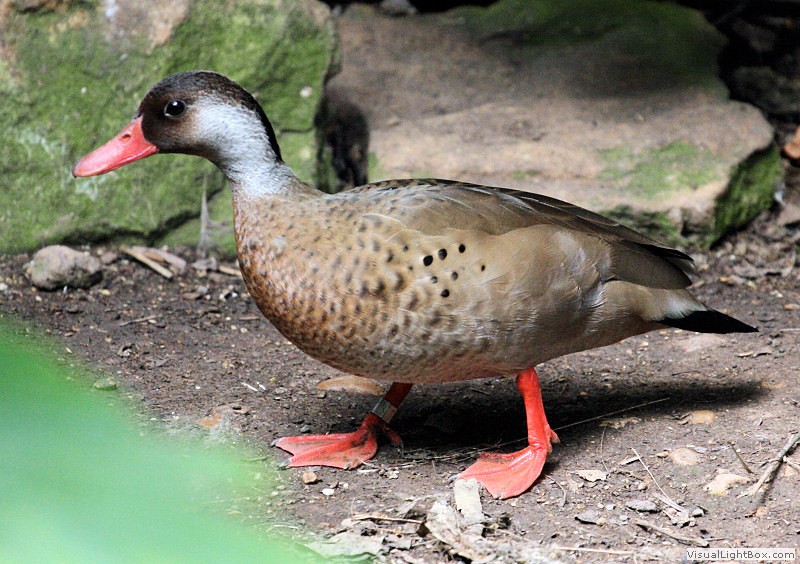 Identify Brazilian Duck or Brazilian Teal - Wildfowl Photography.