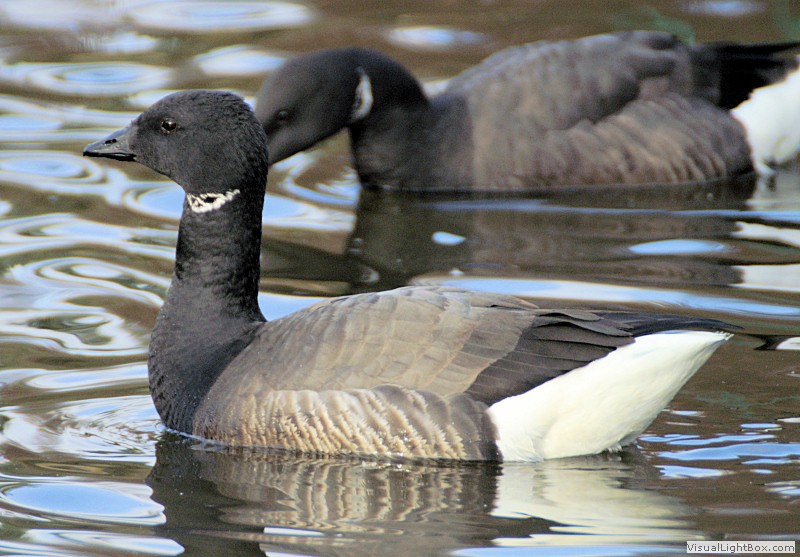 Identify Brent Goose or Brant Goose - Wildfowl Photography.