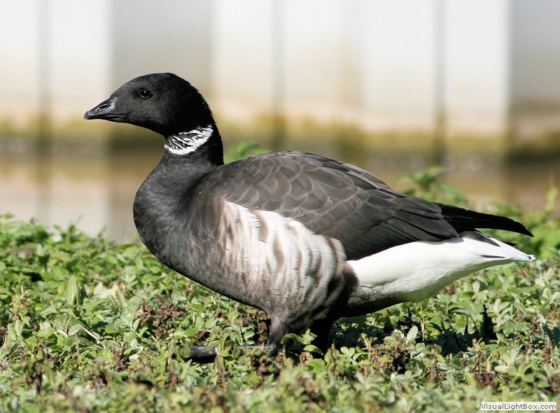 Identify Brent Goose or Brant Goose - Wildfowl Photography.