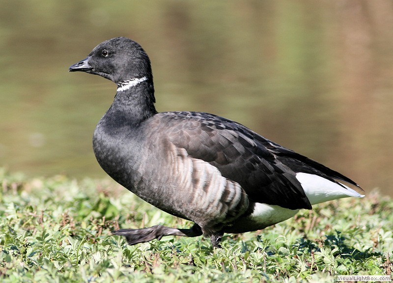 Identify Brent Goose or Brant Goose - Wildfowl Photography.