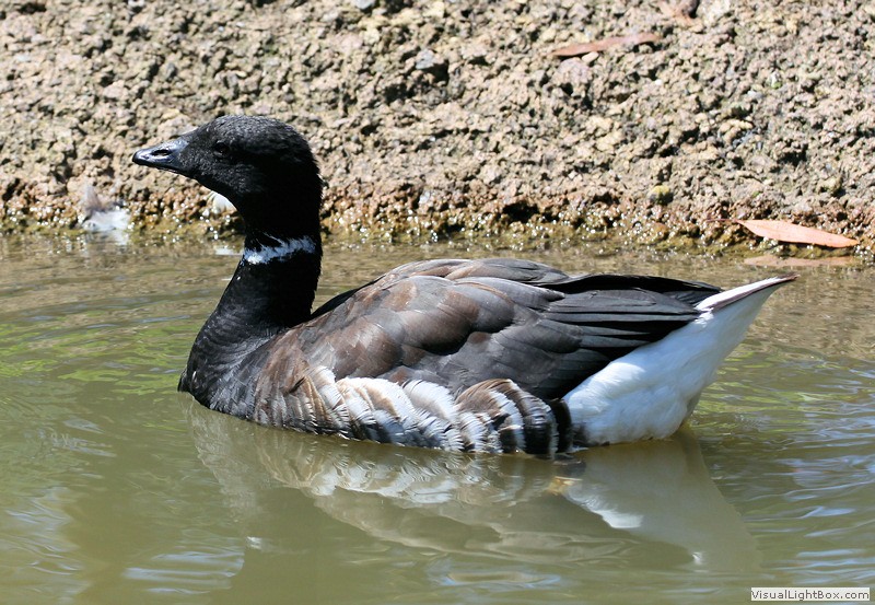 Identify Brent Goose or Brant Goose - Wildfowl Photography.