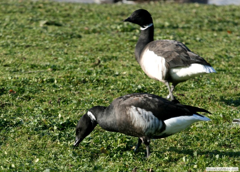 Identify Brent Goose or Brant Goose - Wildfowl Photography.