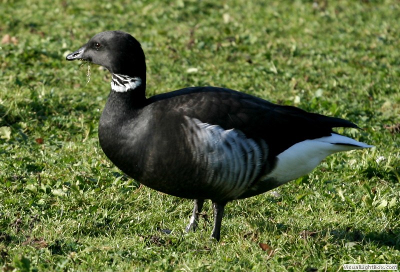 Identify Brent Goose or Brant Goose - Wildfowl Photography.