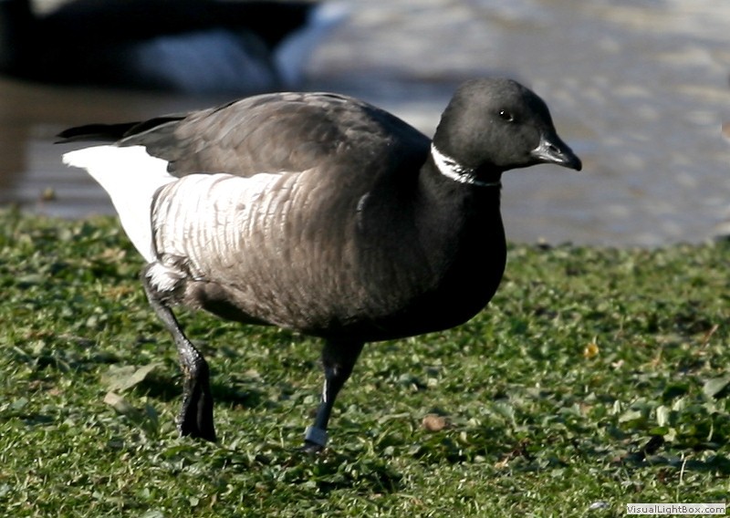 Identify Brent Goose or Brant Goose - Wildfowl Photography.