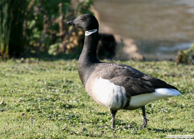 Identify Brent Goose or Brant Goose - Wildfowl Photography.
