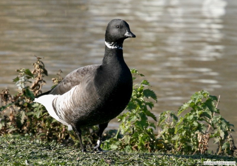 Identify Brent Goose or Brant Goose - Wildfowl Photography.