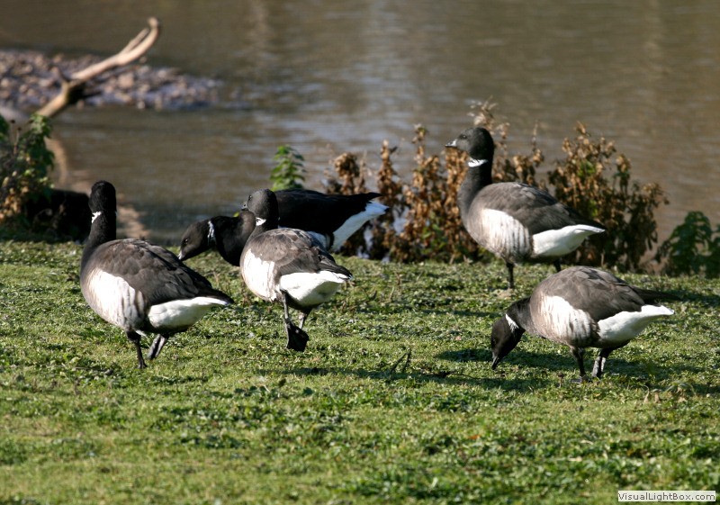 Identify Brent Goose or Brant Goose - Wildfowl Photography.