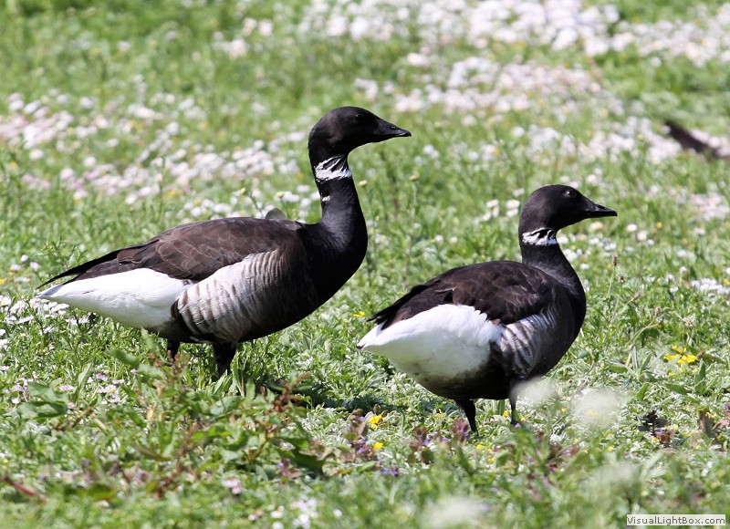 Identify Brent Goose or Brant Goose - Wildfowl Photography.