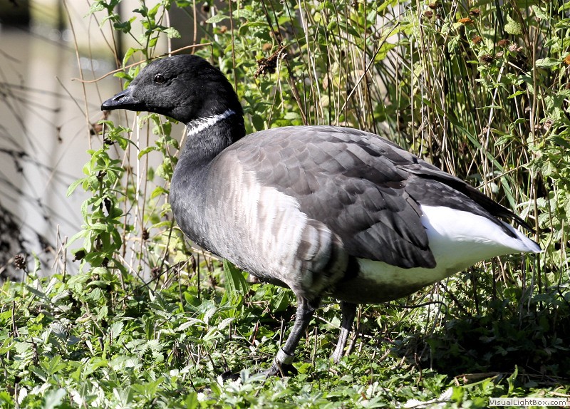 Identify Brent Goose or Brant Goose - Wildfowl Photography.