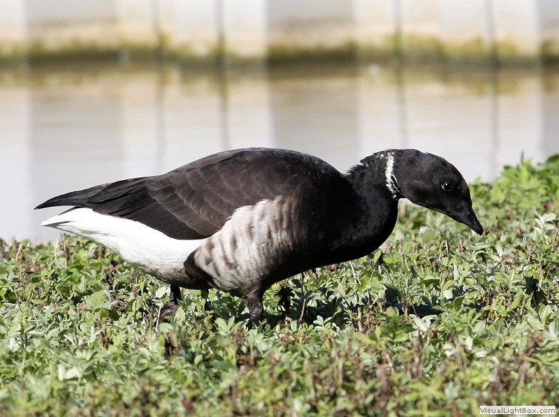 Identify Brent Goose or Brant Goose - Wildfowl Photography.