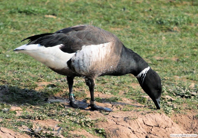 Identify Brent Goose or Brant Goose - Wildfowl Photography.