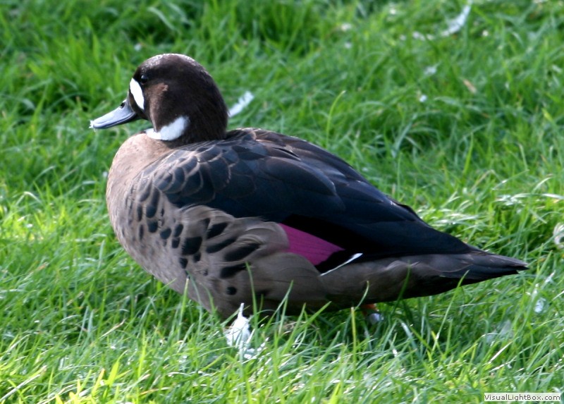 Identify Bronze-winged Duck - Wildfowl Photography.