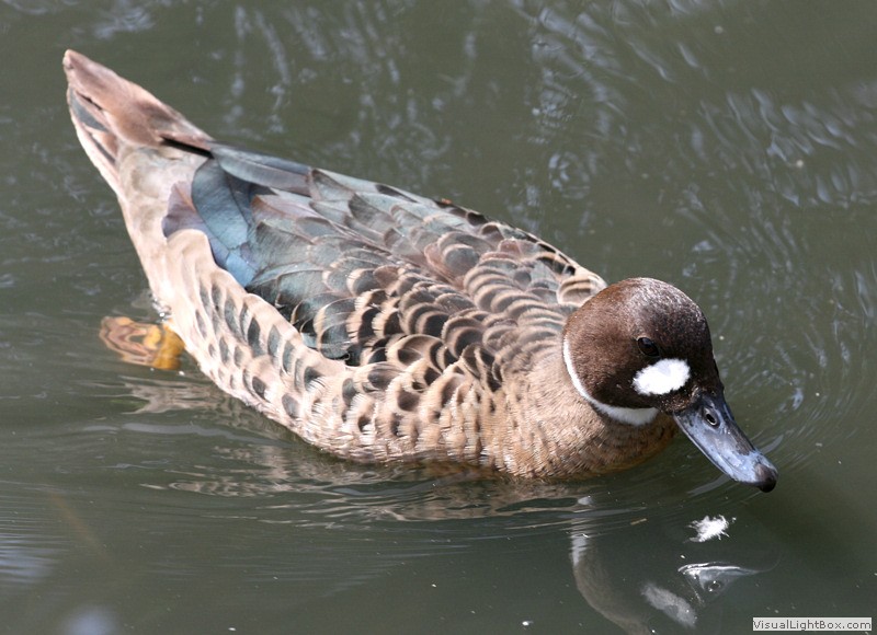 Identify Bronze-winged Duck - Wildfowl Photography.