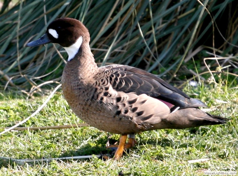 Identify Bronze-winged Duck - Wildfowl Photography.