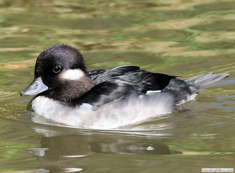 Identify Bufflehead - Wildfowl Photography.