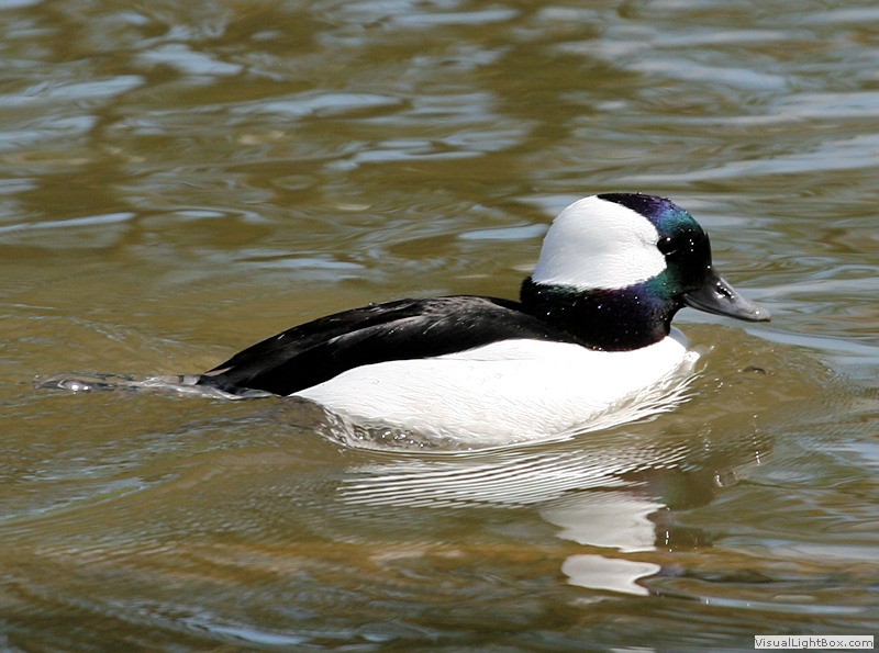 Identify Bufflehead - Wildfowl Photography.